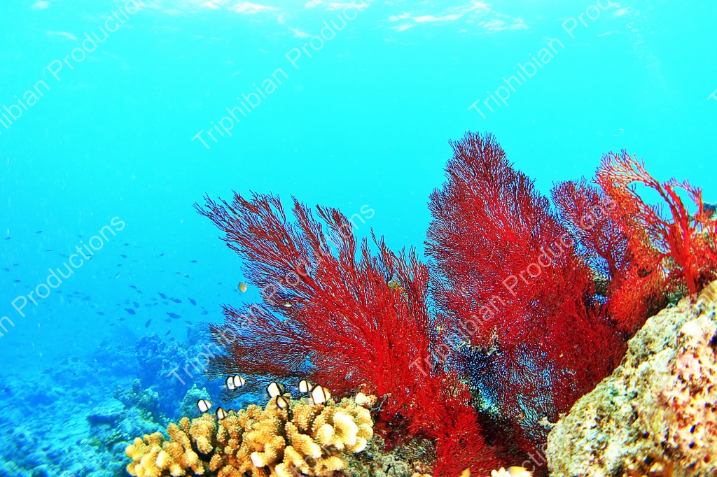 Red corals in blue ocean - Triphibian Productions Online Store